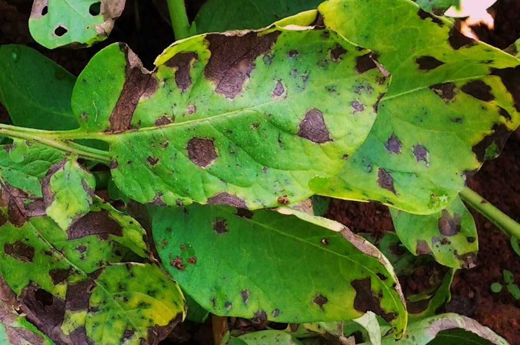 Pinta Preta: Sintomas, Etiologia e Manejo - ABBA - Associação ...