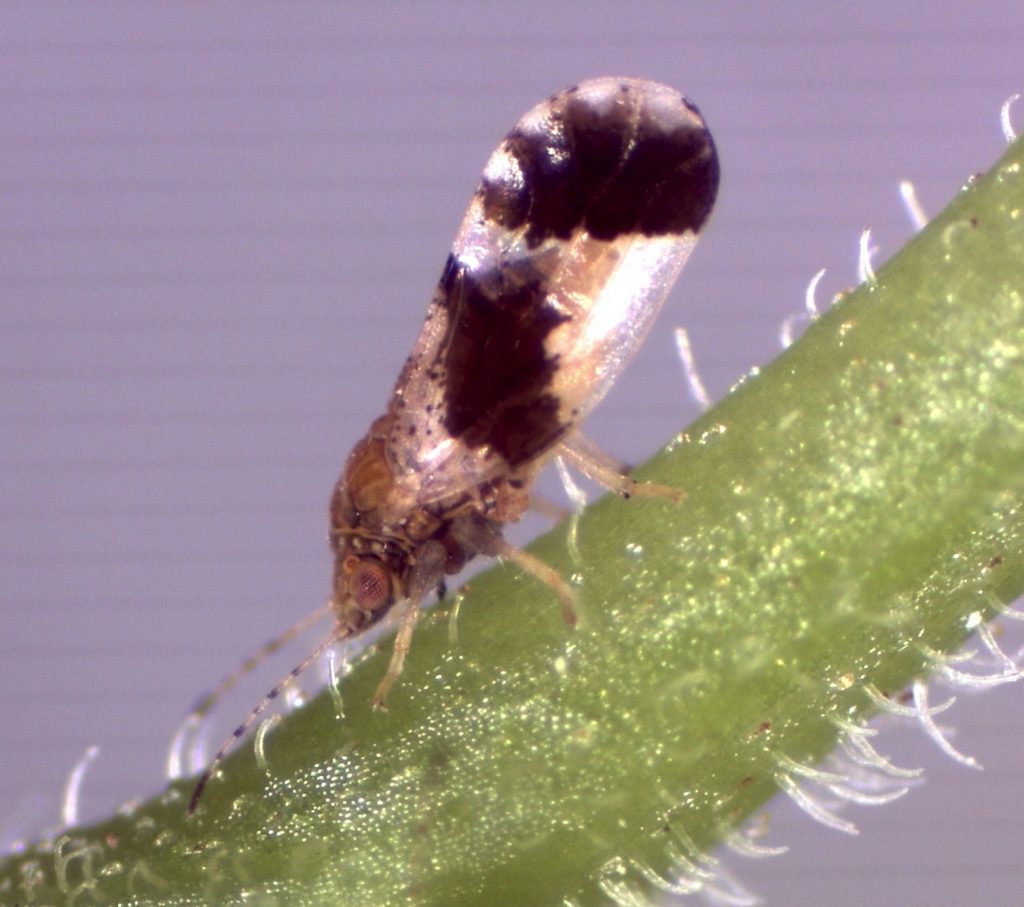 Psilídeos em Olerícolas no Brasil