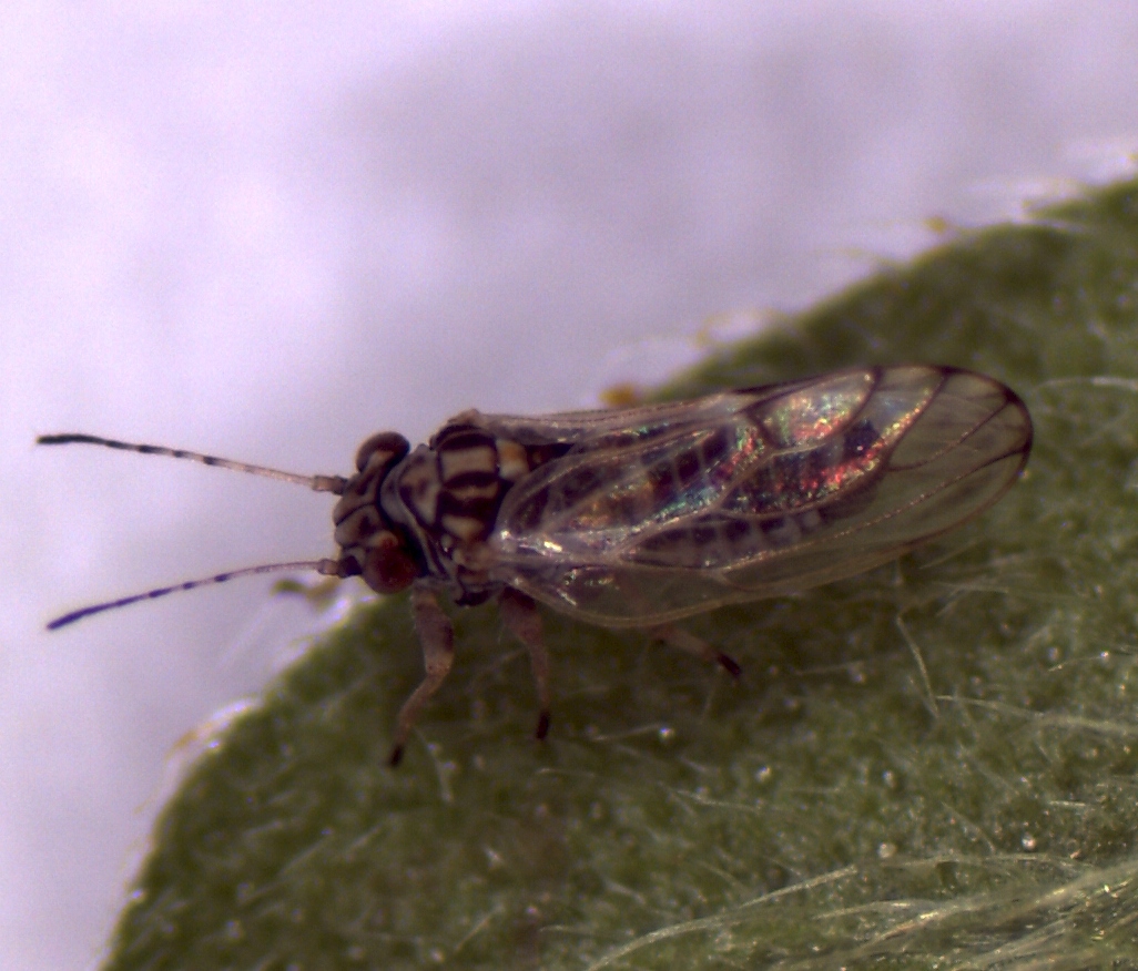 Psilídeos em Olerícolas no Brasil
