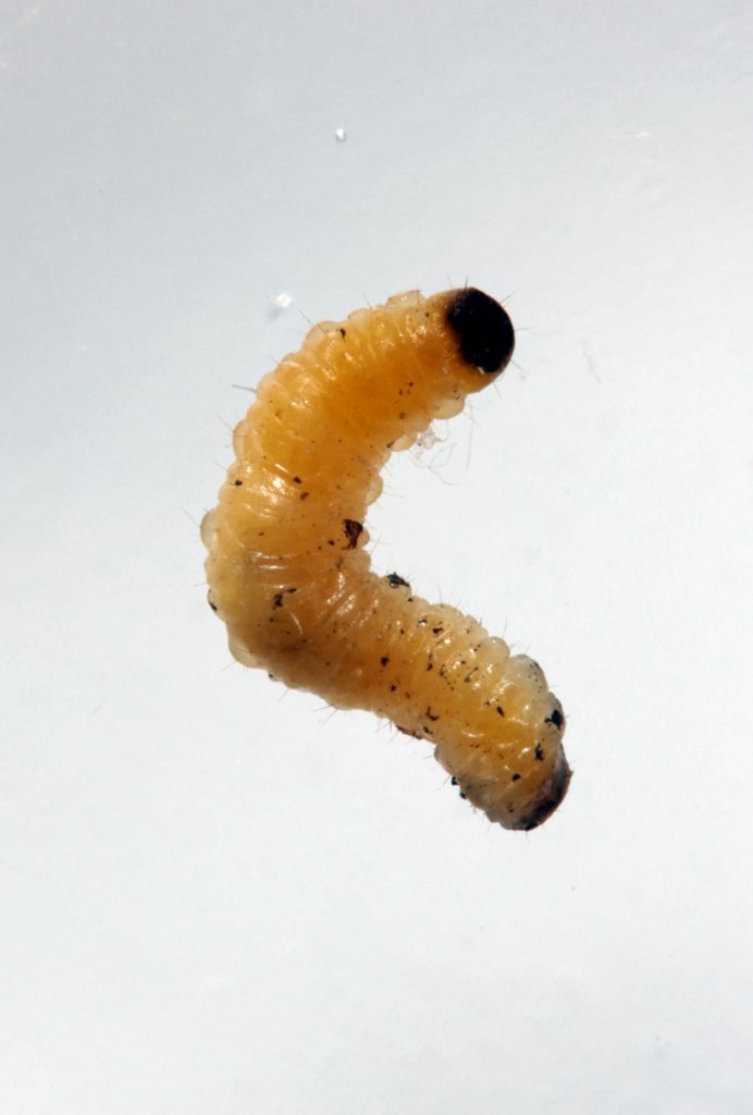 Larva Alfinete – Diabrotica Speciosa